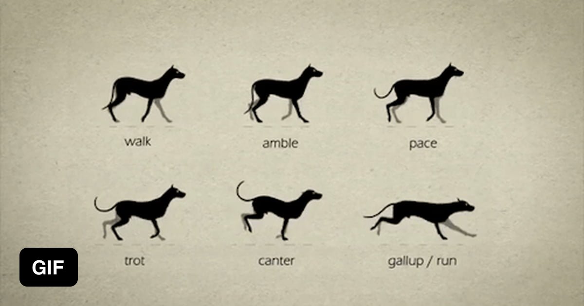 How dog moves - 9GAG