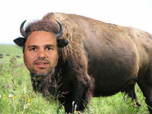 Buffalo Ruffalo... - 9GAG