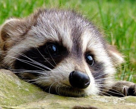 Best 30+ Racoon fun on 9GAG