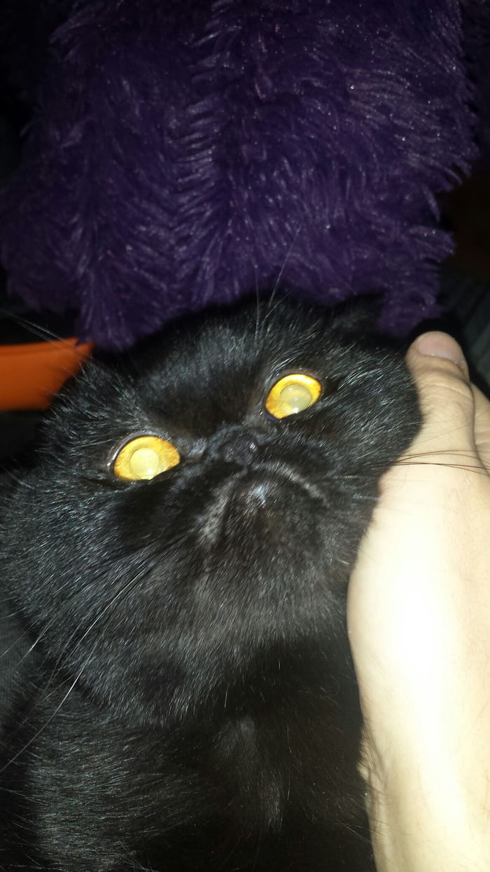 Look how happy this ball of fluff is - 9GAG