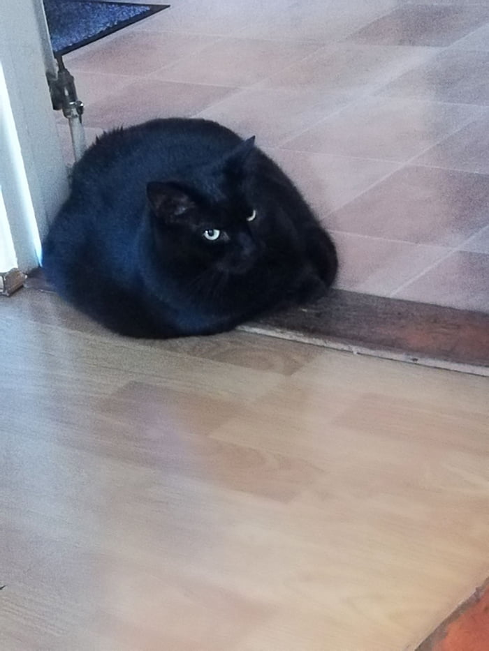 A blob of cat - 9GAG