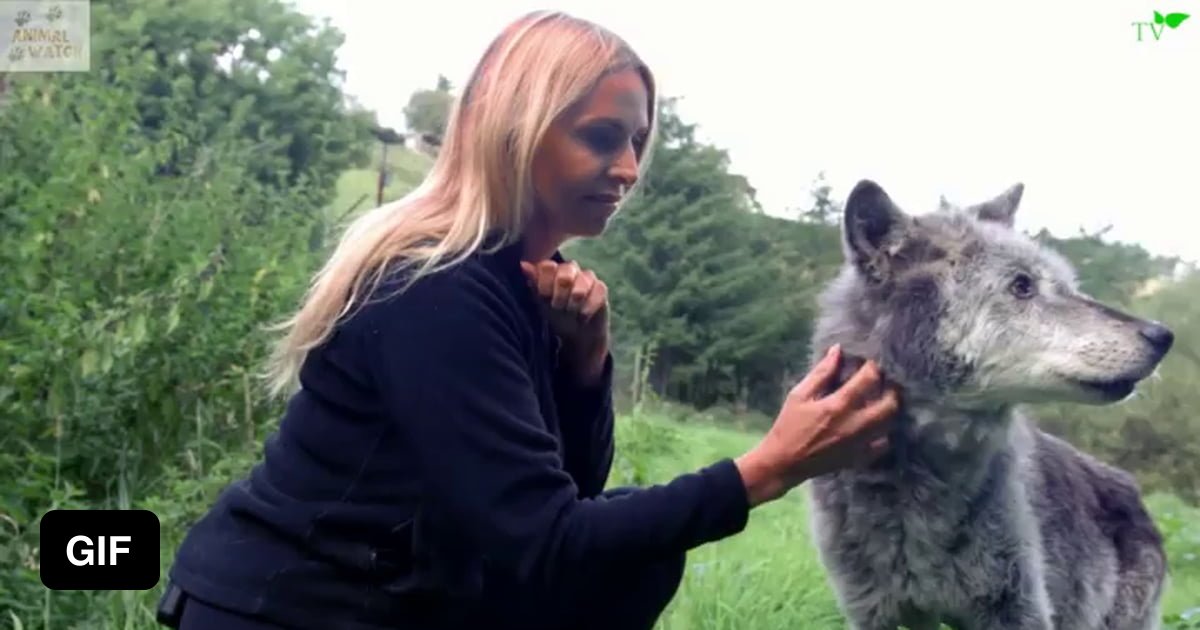 A literal Rare Pupper, the oldest wolf in the world. - 9GAG