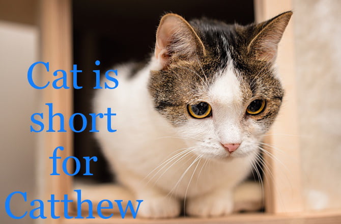 Cat is short for Catthew - 9GAG