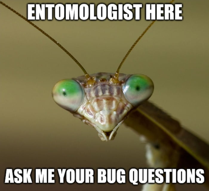 Ask me your insect questions!! - 9GAG