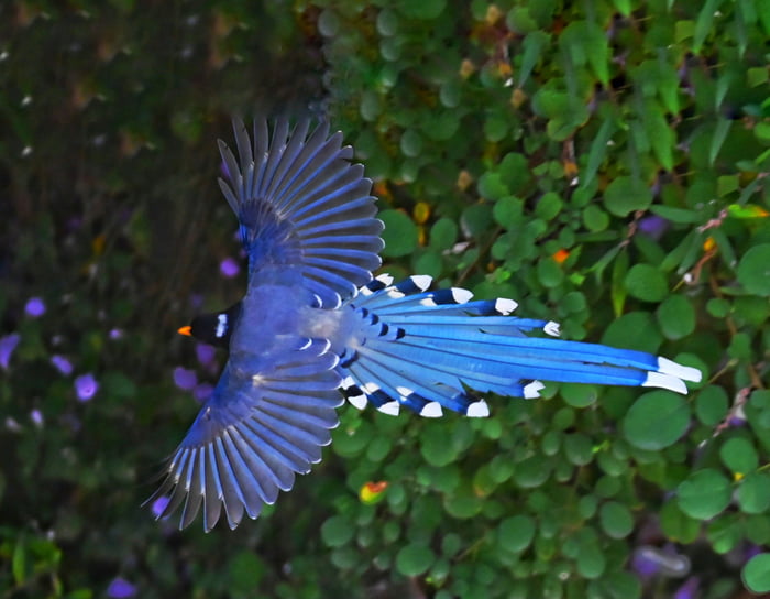 Brothers, I took this shot of a Blue Magpie in India while I was ...