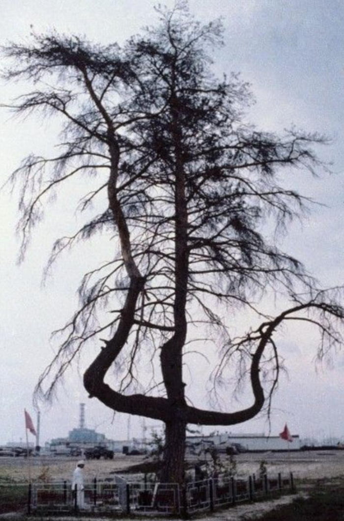 A mutated pine tree at the chernobyl areas - 9GAG