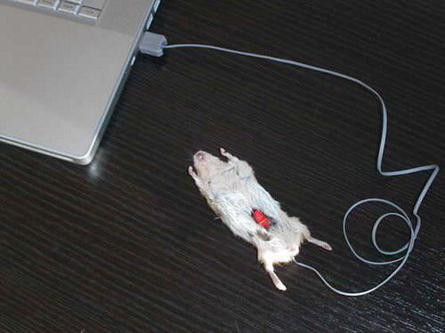Dead mouse - 9GAG