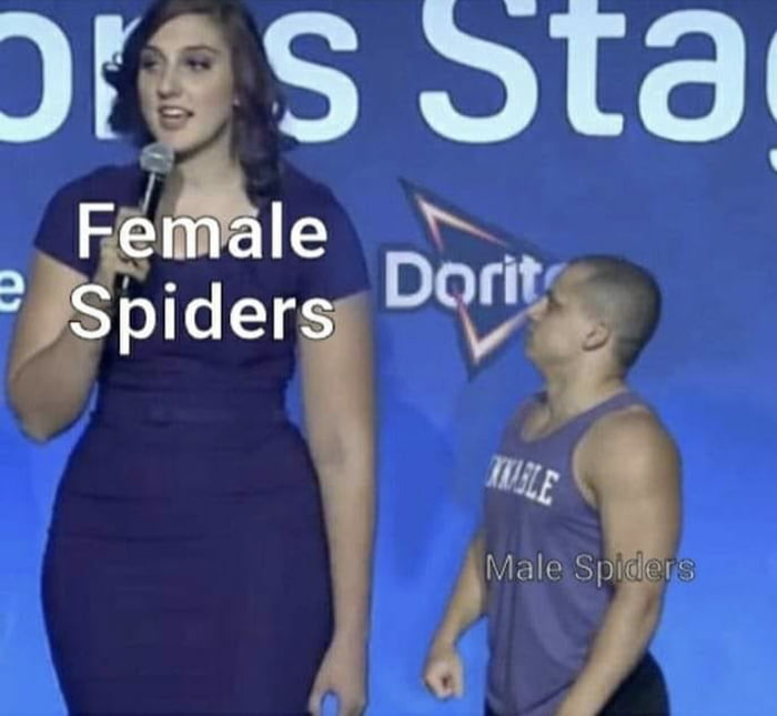 Spiders - 9GAG