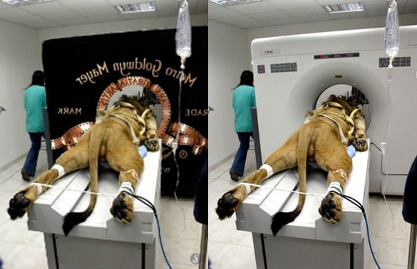 This popular image of a fake Metro lion is actually just a lion in an ...