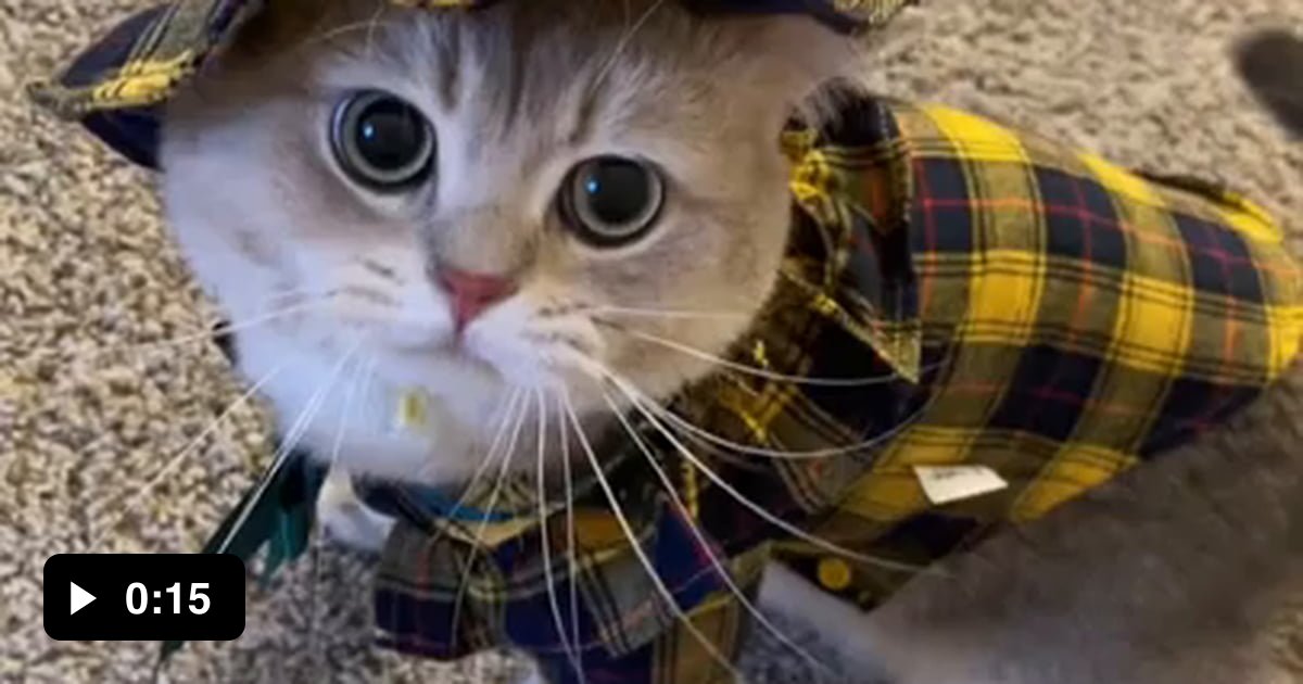 Cash’s meow collection! u gonna love it! - 9GAG