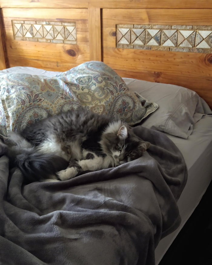 Have a nice nap kitty cat - 9GAG