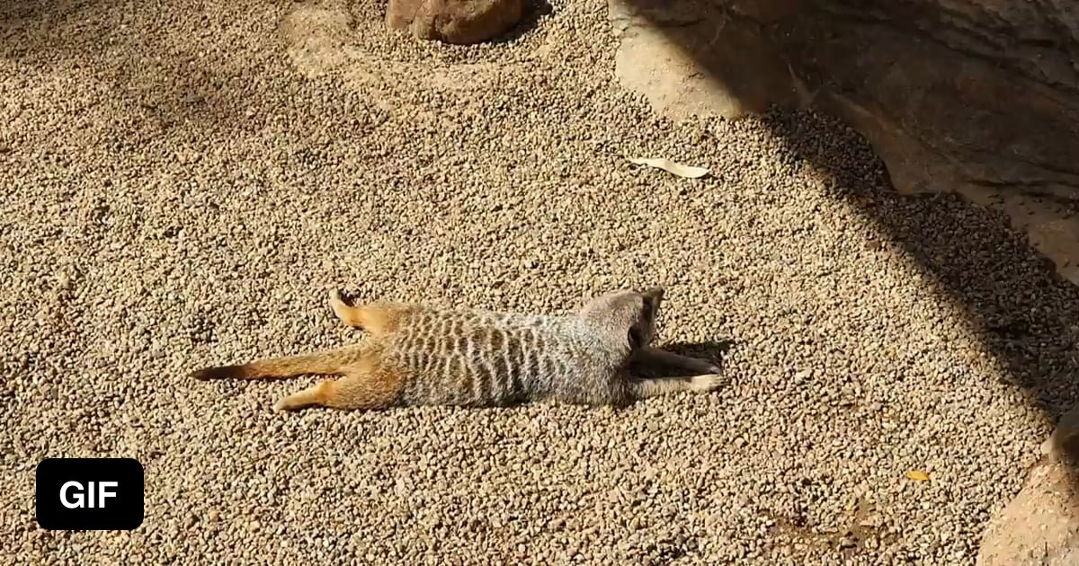 Double meerkat sploot - 9GAG