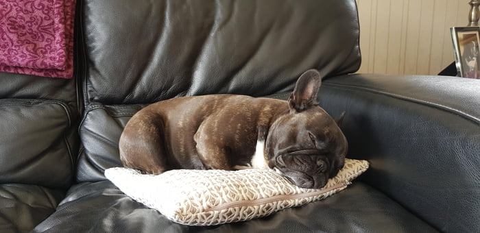 A rare pillow pupper - 9GAG