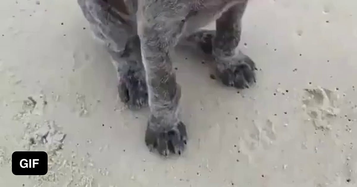 Dumbo's dog version.. - 9GAG