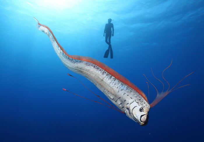 Giant Oarfish, the longest of bony fishes can extend more than 8 meters ...