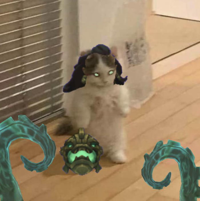 Illaoi as a cat - 9GAG