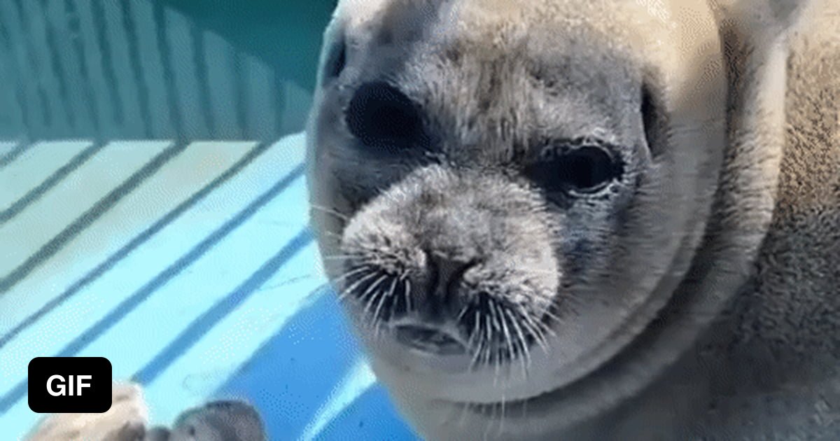 Happy seal! - 9GAG