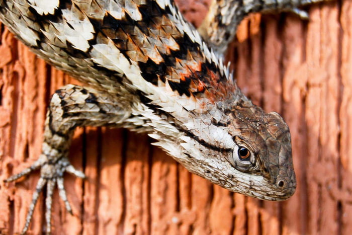 The Texas Spiny Lizard has overlapping spiked scales that act as ...