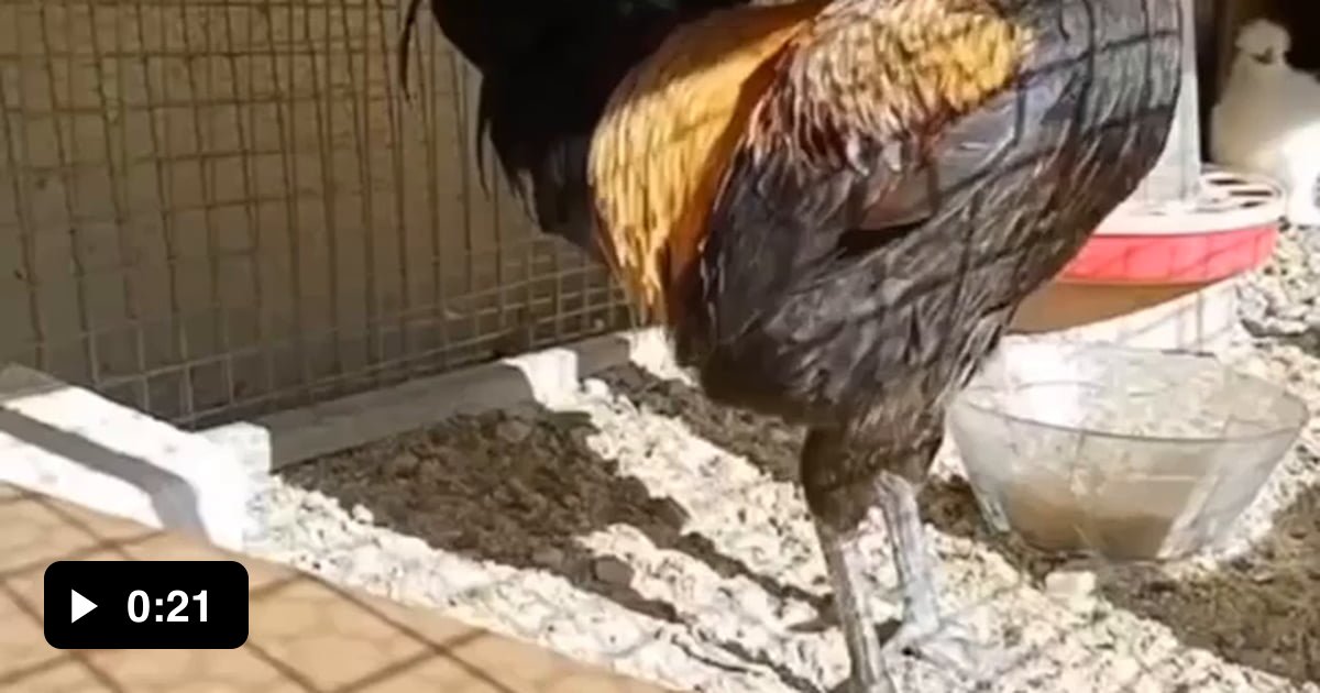 This rooster literally passed out while crowing - 9GAG