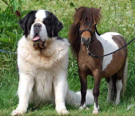 Falabellas are the worlds smallest horse breed. This tiny Argentine ...