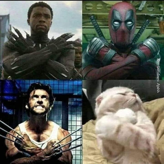 So,,,,, catman? - 9GAG