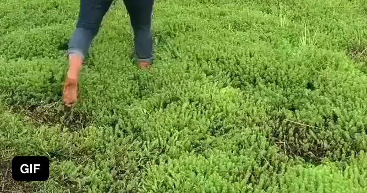 Water trapped beneath the grass in Kathmandu - 9GAG