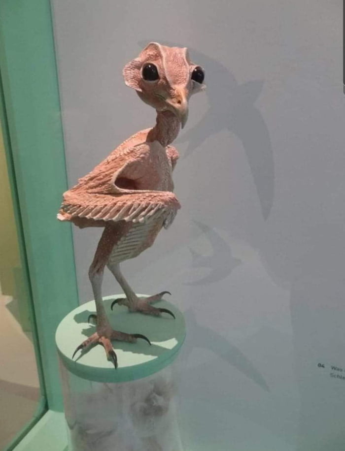 This is what an owl looks like without its feathers - 9GAG