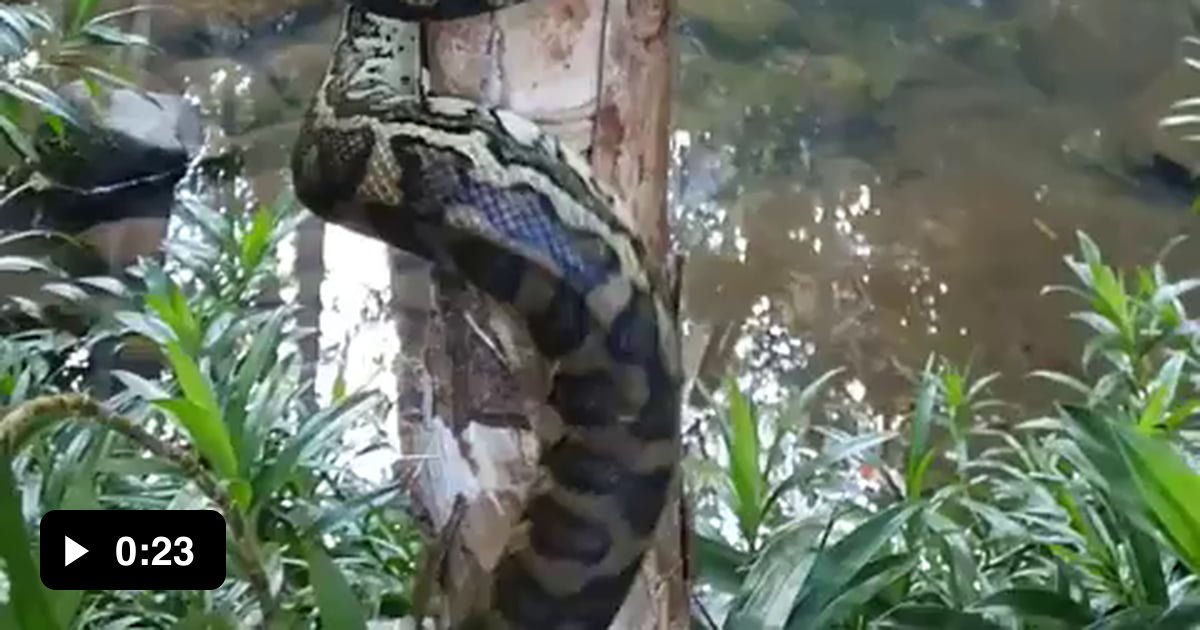 Carpet Python climbing a tree - 9GAG