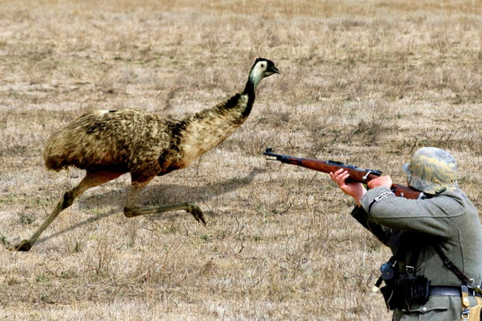 Archie "Duke" Franz Ferdinand shoots an Ostrich, because he was hungry ...