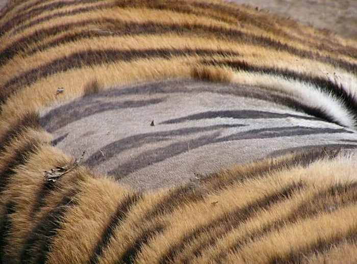 If you shave a tiger you’ll see striped skin. Similar to human ...