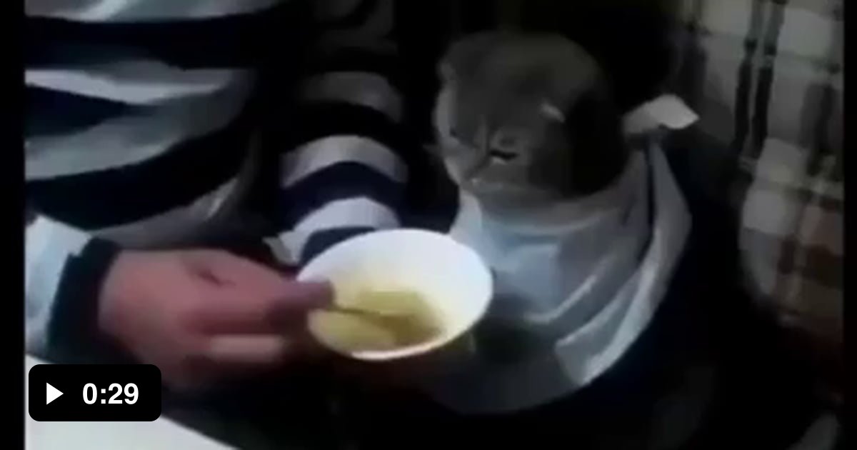 A Turkish man feeds his cat like a baby - 9GAG