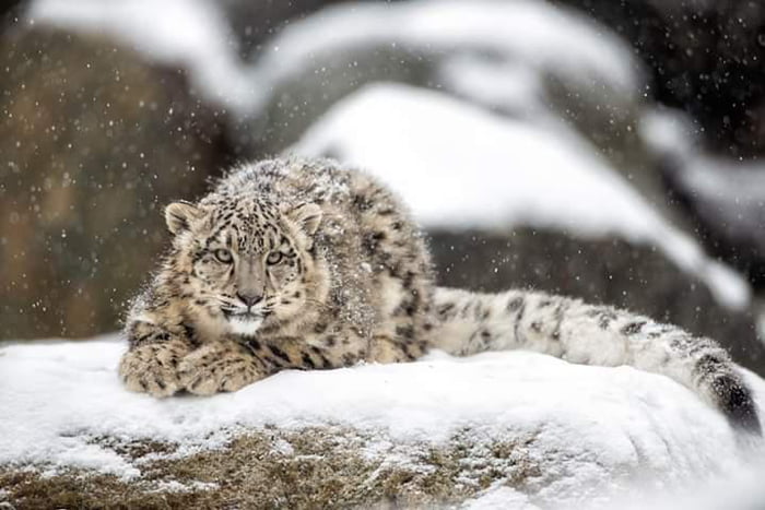 I’ve done a couple of papers and presentations on snow leopards.. man ...