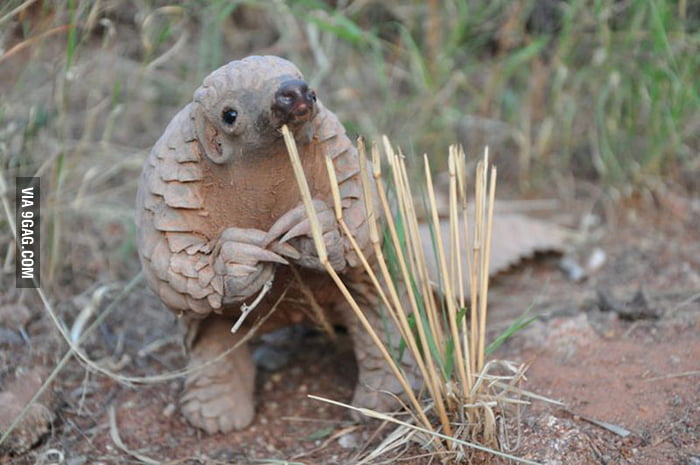 Meet the most poached animal in the world, the pangolin. - 9GAG
