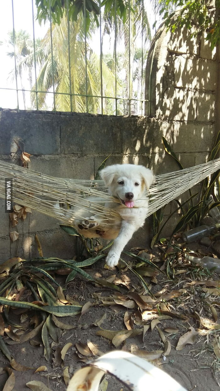 We need a rest too you know hooman - 9GAG