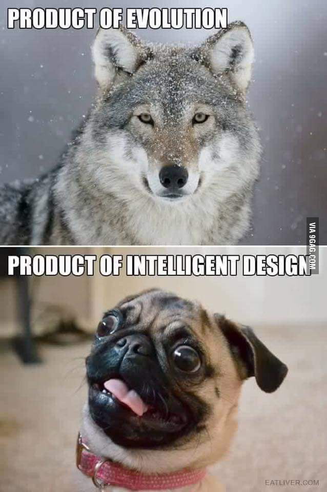 Evolution or design? - 9GAG