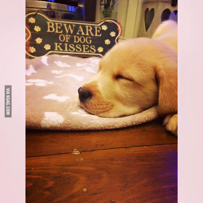 Say Hi to Hugo - 9GAG