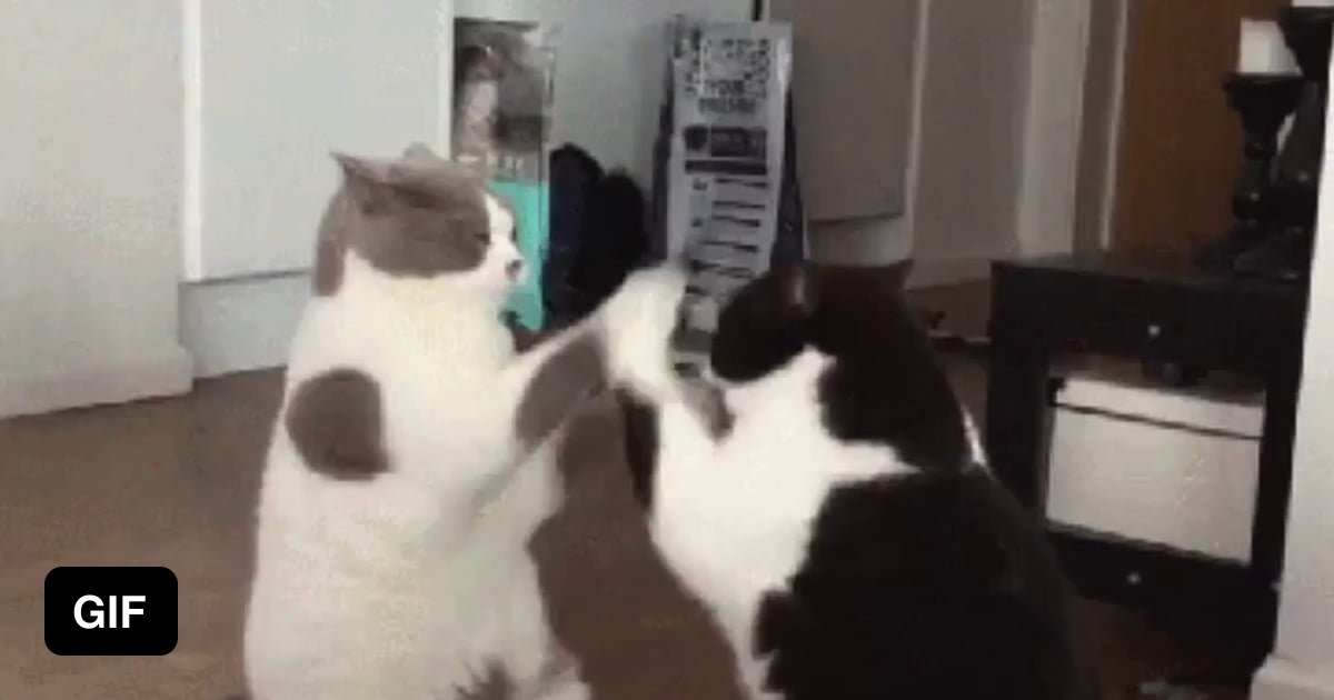 Paw fight - 9GAG