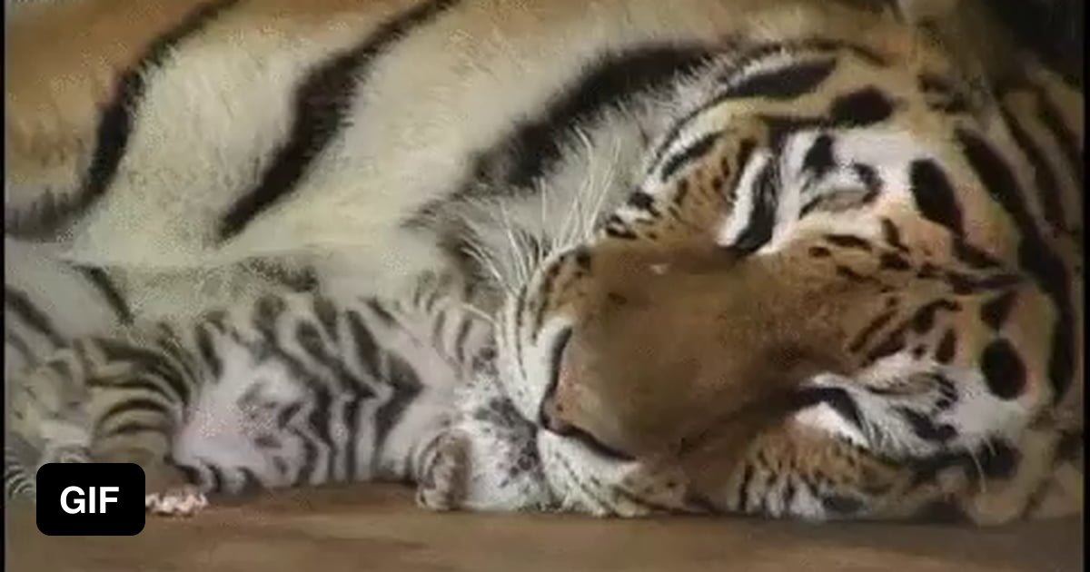 Newborn tiger - 9GAG