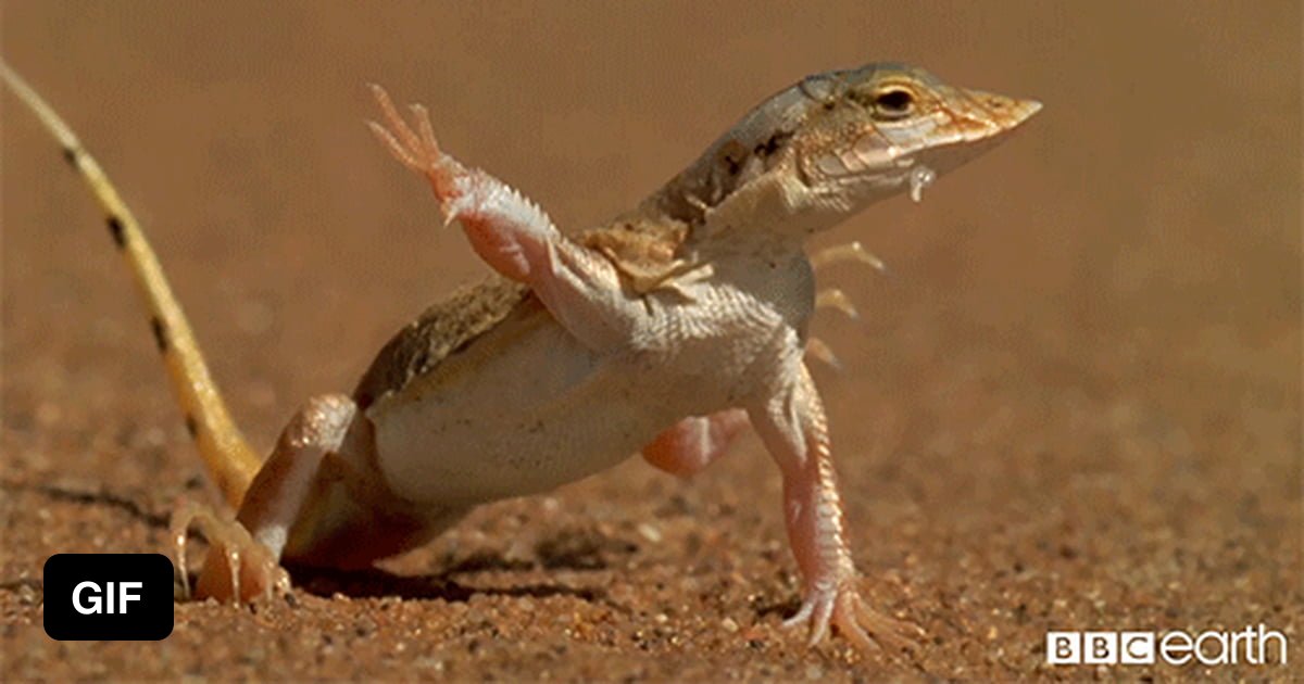 Vulnerable to over heating, the Shovel Snouted Lizard releases heat by ...