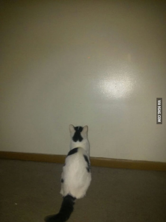My cat has been staring at the wall for 2 hours... - 9GAG