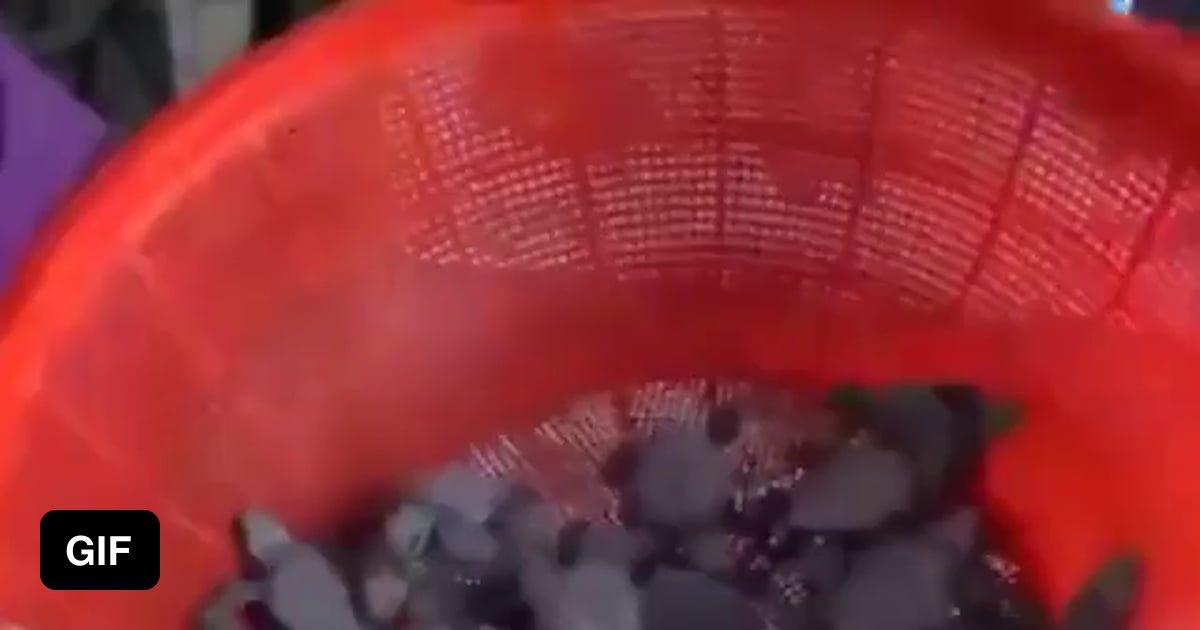 A bowl of tiny turtles - 9GAG