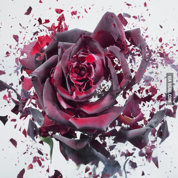 Frozen Rose Explodes as it is Shot with a Bullet - 9GAG