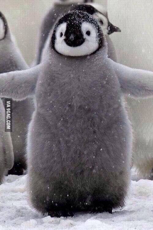 Penguin Hug! - 9GAG