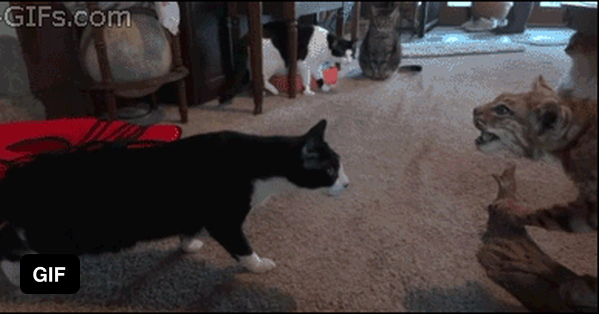 Cats freaking out - 9GAG
