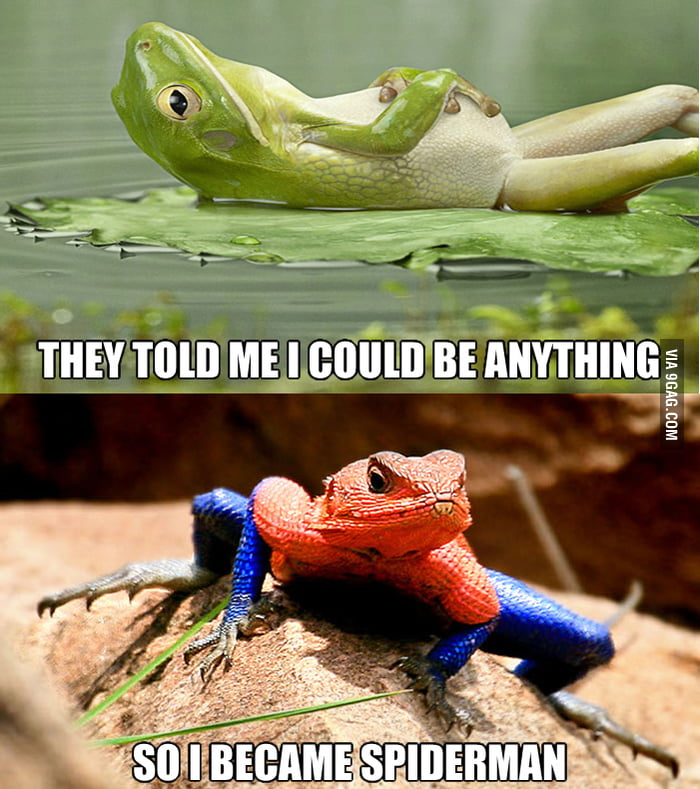 The Amazing Spider-Frog - 9GAG