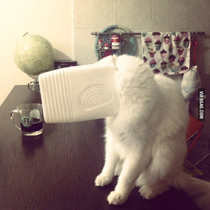 Curiosity blinded the cat - 9GAG