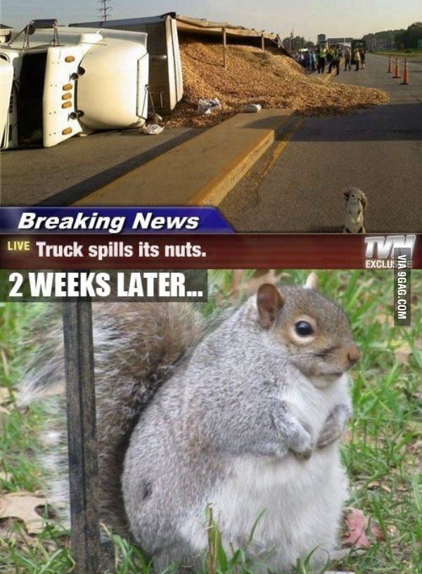 Squirrels On Steroids