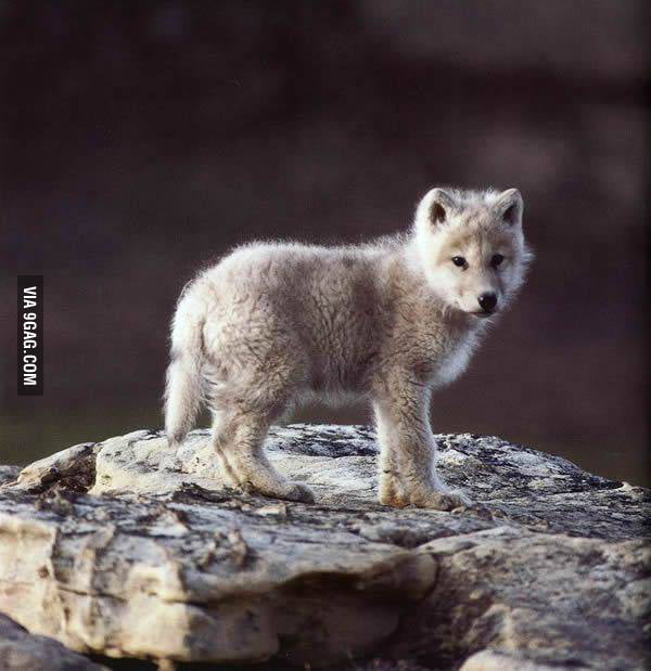 Wolf puff. - 9GAG
