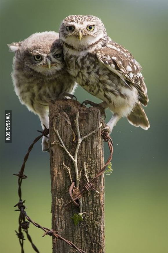 Little owls - 9GAG