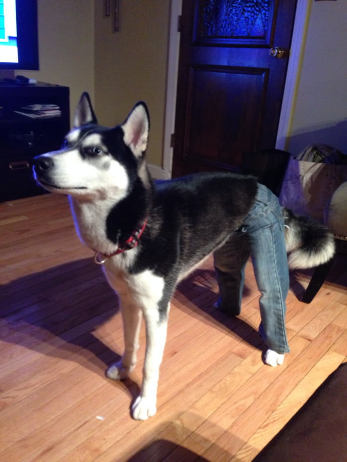 I put my toddler's jeans on my dog. - 9GAG